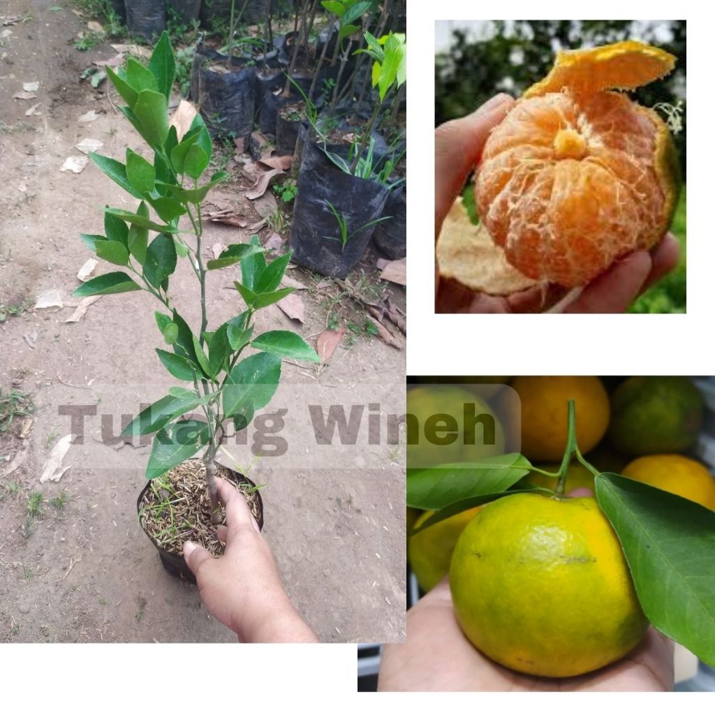 Jual Bibit Buah Jeruk Keprok Siem Asli Manis,Genjah dan Produktifitas ...
