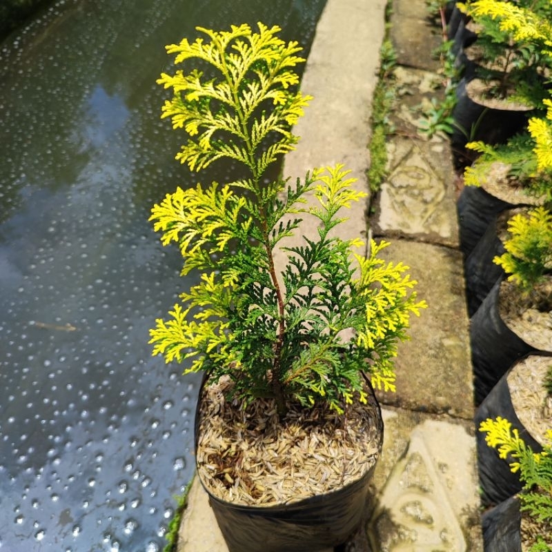 Jual cemara inoki kuning 25 -30 cm | Shopee Indonesia