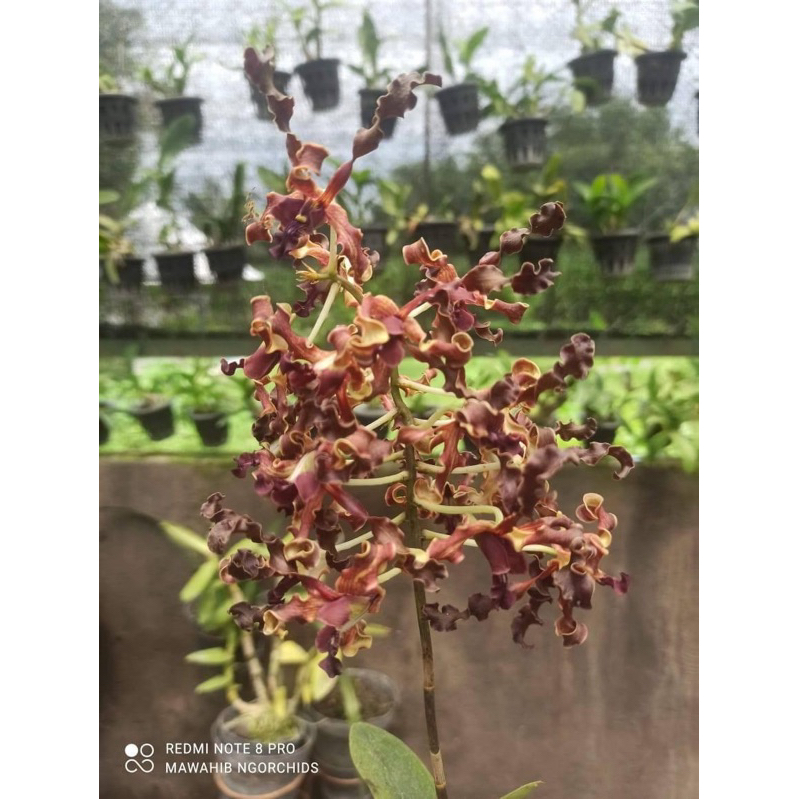 Jual pesanan rimbun 2 plant | Shopee Indonesia