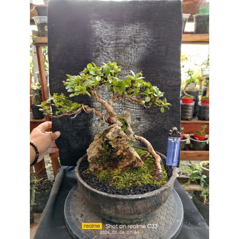 Jual Bonsai Hokiantea lokal (buah) | Shopee Indonesia Jual Bonsai Hokiantea lokal (buah) | Shopee Indonesia