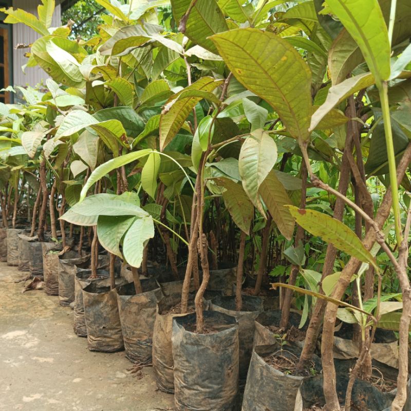 Jual Bibit Tanaman Langka Gowok Siap Tanam | Shopee Indonesia