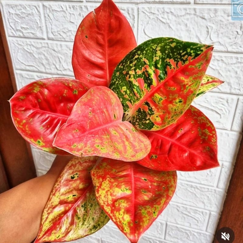 Jual Aglonema Mahasety Merah Pekat Roset/ Aglaonema Mahasety Tanaman ...