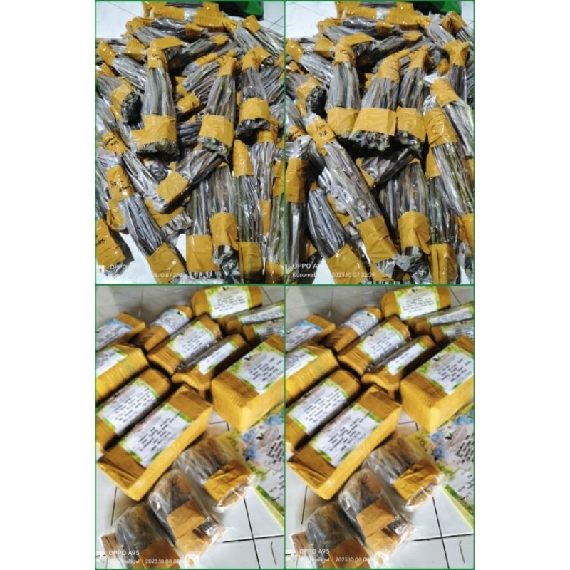 Jual Batang Stek Bougenville Shopee Indonesia