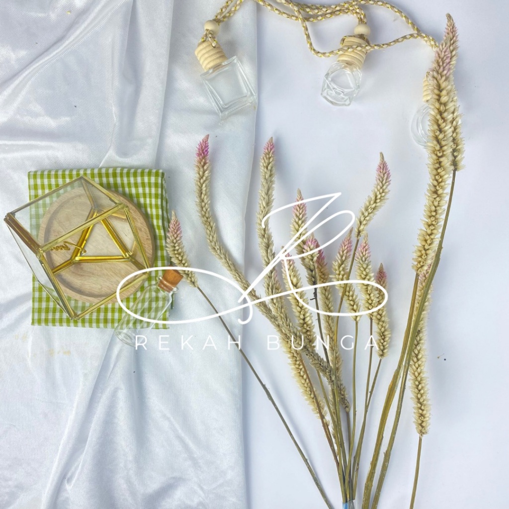 Jual Bunga kering phalaris bahan mahar buket aesthetic rustic kerajinan ...