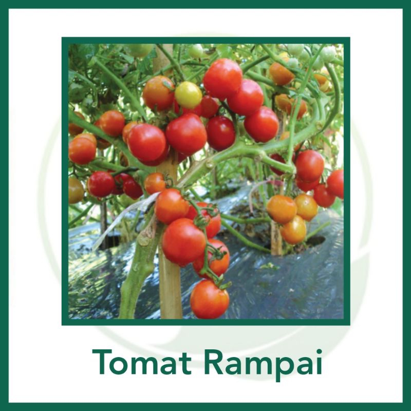 Jual 30 Biji - Benih Tomat Ceri Rampai Chung Sayuran Rempai Buah Lebat ...