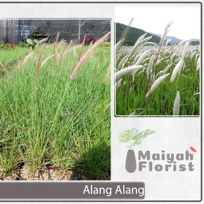 Jual Tanaman Alang Alang - Ekor Kuda - ILALANG - Rumput Alang Alang ...
