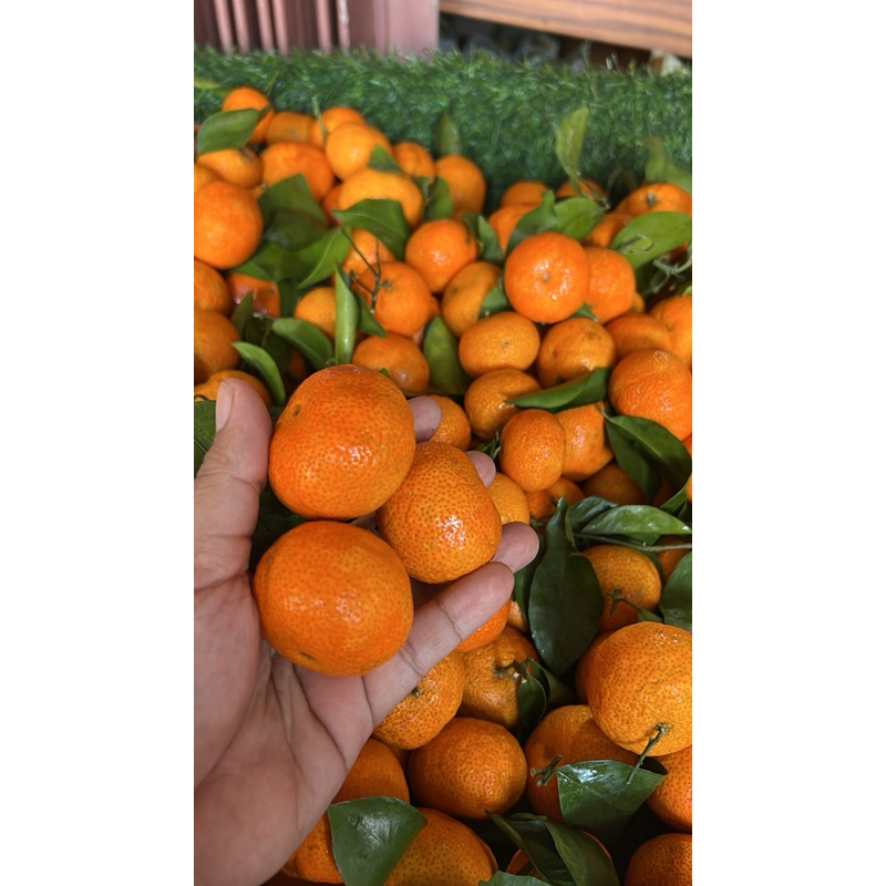 Jual Jeruk Shantang Tanggerine maniss PROMO!!!!!!Jeruk Manis|Jeruk ...