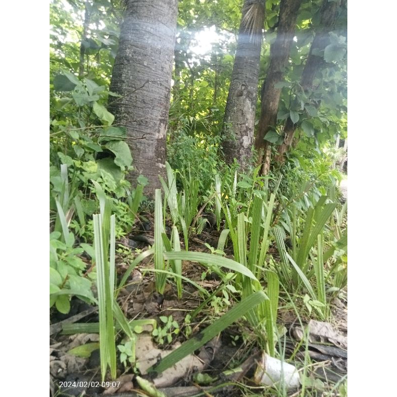 Jual Bibit Pohon Siwalan / Lontar {SUPER} Anakan Hidup Siap Tanam ...