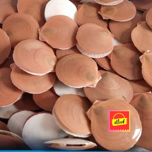 Jual KERANG SIMPING 1kg /ELFOOD/Daging/Seafood/Kapis/kampak/Balikpapan ...