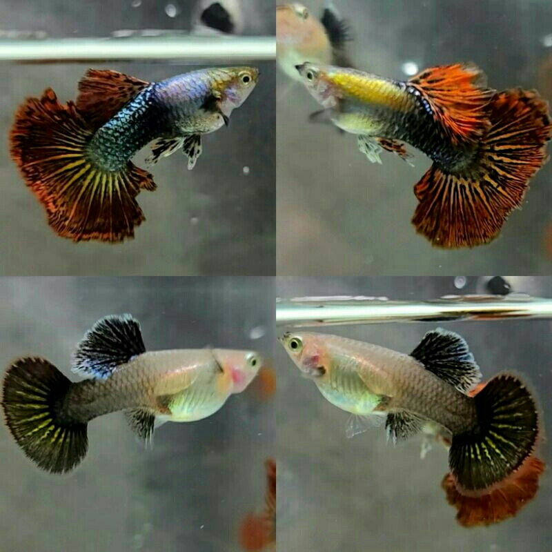 Jual ikan guppy red dragon - pasangan | Shopee Indonesia