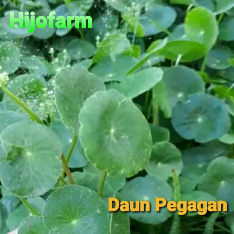 Jual Daun Pegagan Segar 100 Gr / Daun Antanan | Shopee Indonesia