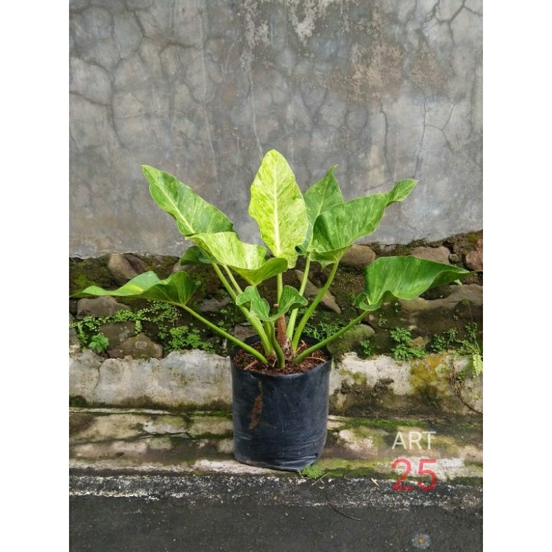 Jual Philodendron Giganteum Marble Variegata Philo Marbel Varigata Size ...