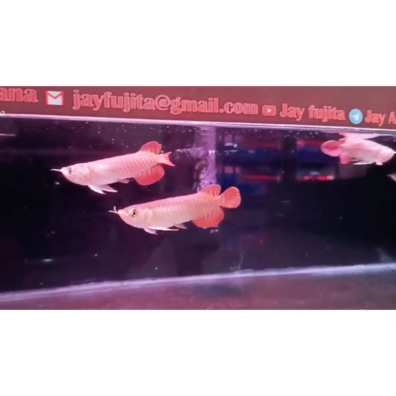 Jual Arwana bersertifikat Super red 12-13 cm Kapuas hulu. | Shopee ...