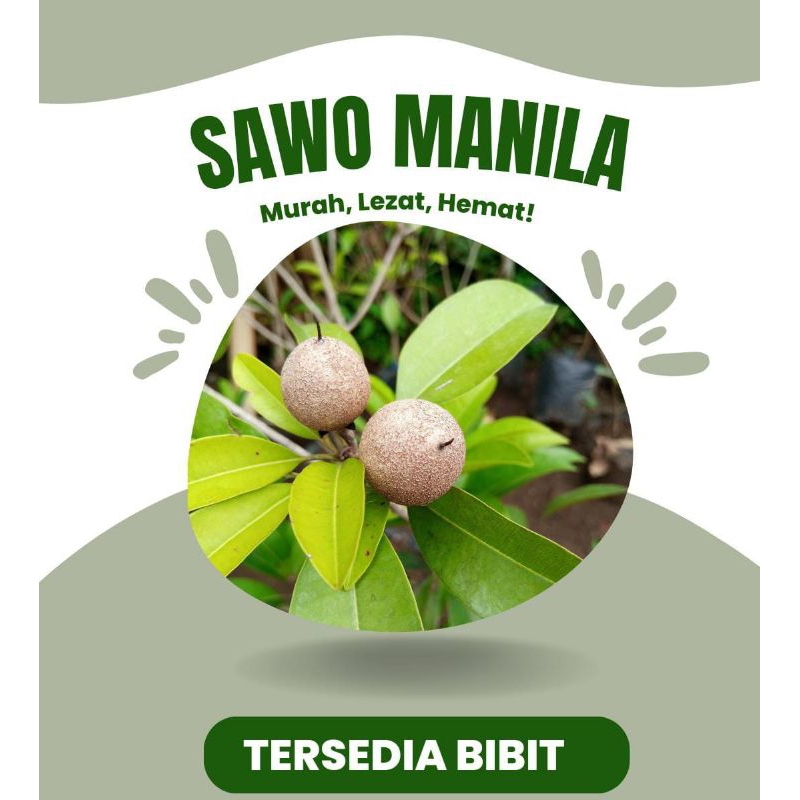 Jual sawo Manila kondisi berbuah - batang besar - kondisi berbuah ...
