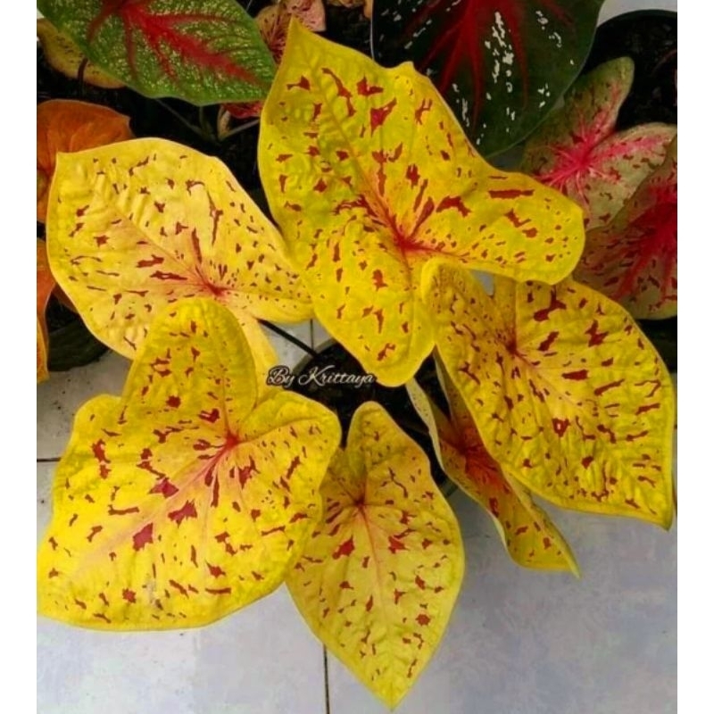 Jual Tanaman Hias Keladi Yellow Leopard/ Bibit Tanaman Keladi Yellow ...