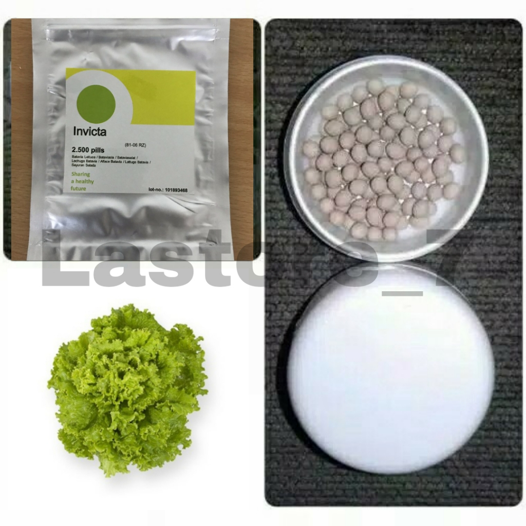 Jual Benih Selada INVICTA RZ Repack 50 dan 100 Pills Batavia Lettuce ...