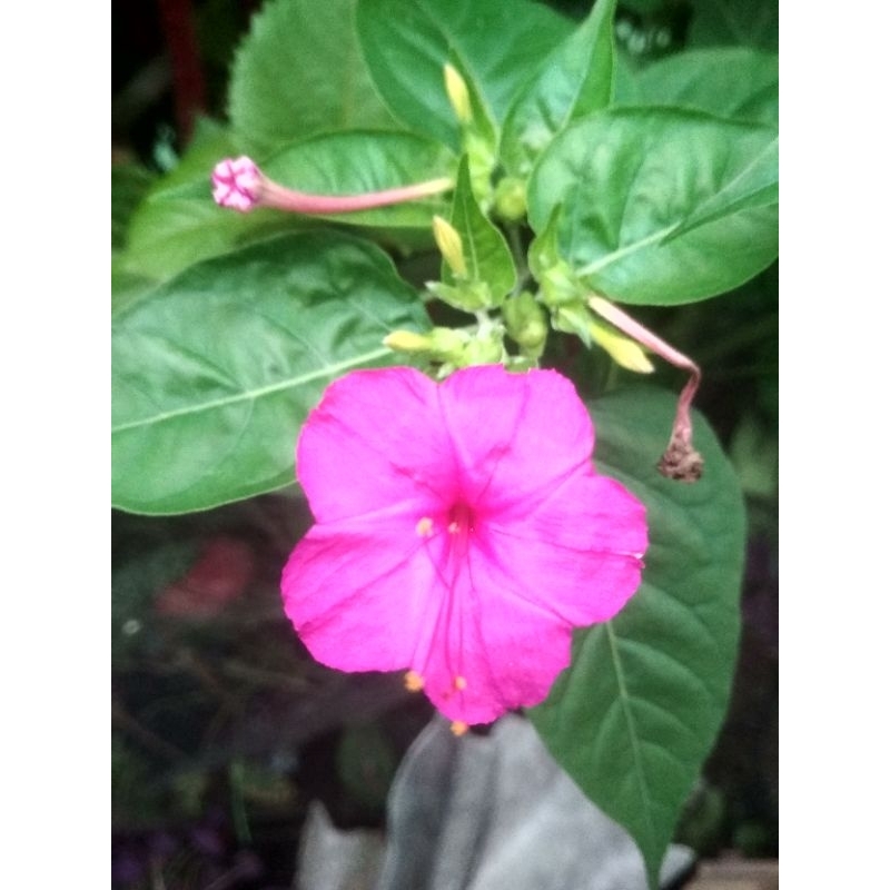 Jual 10 Biji Bunga Ashar Ungu / bunga pukul 4 sore | Shopee Indonesia