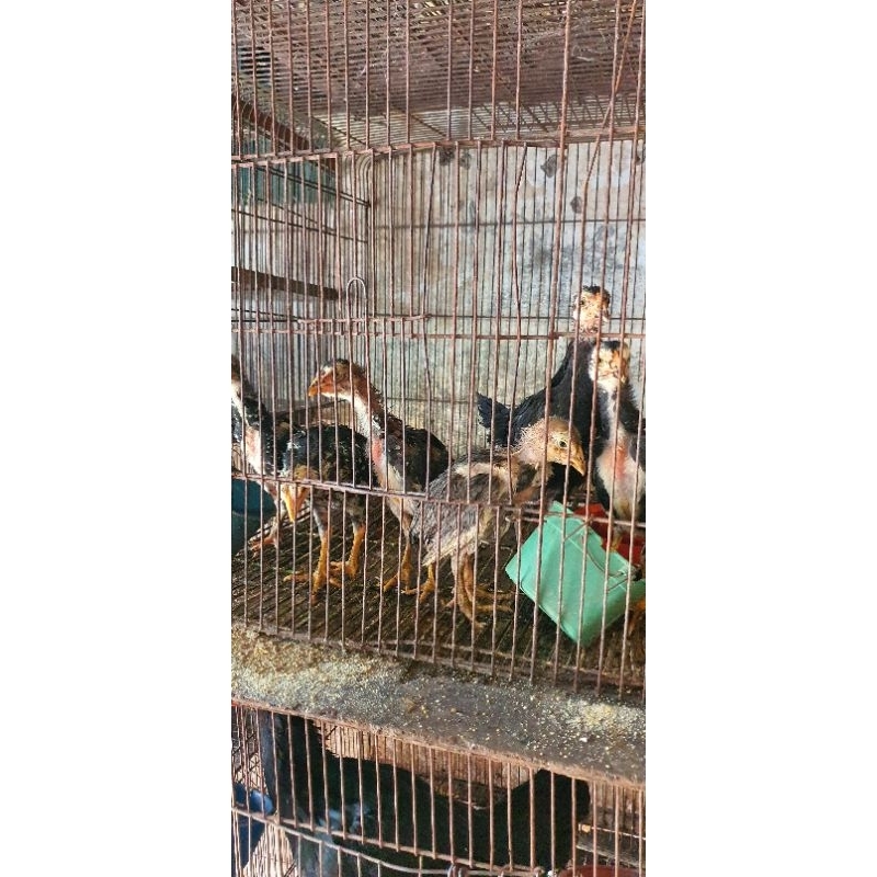 Jual ANAK AYAM SIAM | Shopee Indonesia