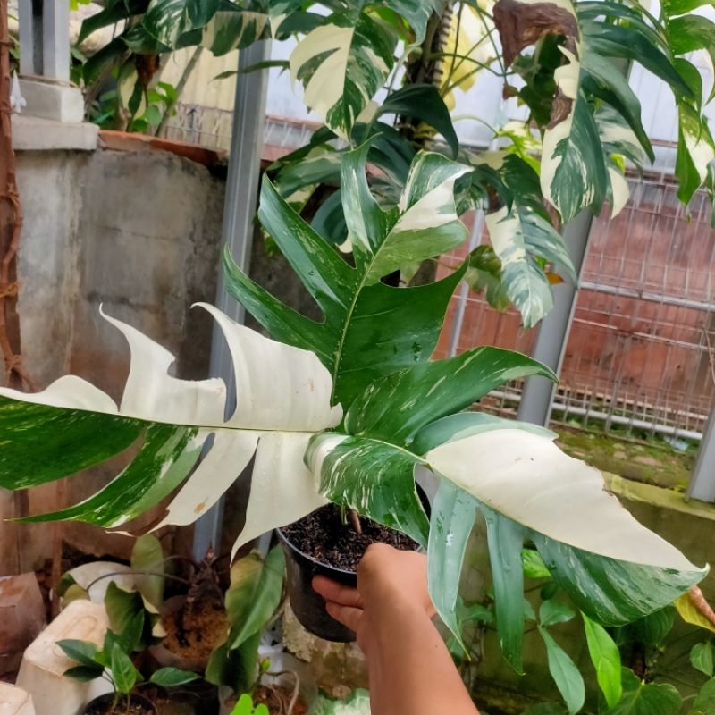Jual TANAMAN HIAS EPIP VARIGATA DAUN JUMBO | Shopee Indonesia