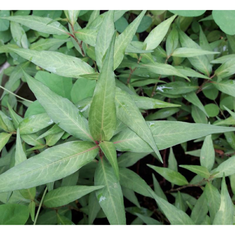 Jual BIBIT TANAMAN DAUN KESUM ATAU DAUN LAKSA ATAU MINT VIETNAM ...