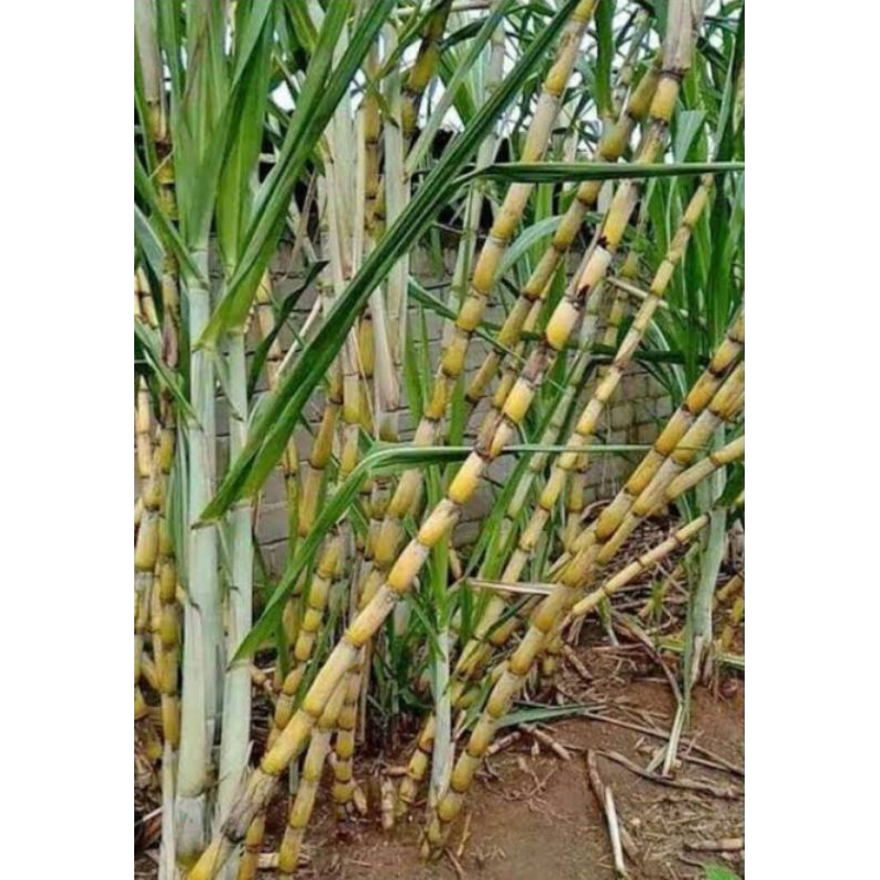 Jual Tebu kuning asli utuh dengan daun panjang 1 meter untuk keagamaan ...