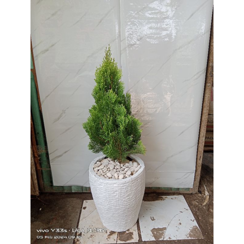 Jual pohon cemara kipas + pot minimalis/pot semen/pot beton | Shopee ...