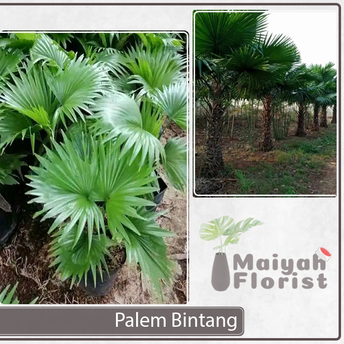 Jual Tanaman Hias Palem Bintang - Palem Sadeng - Footstol Palm ...