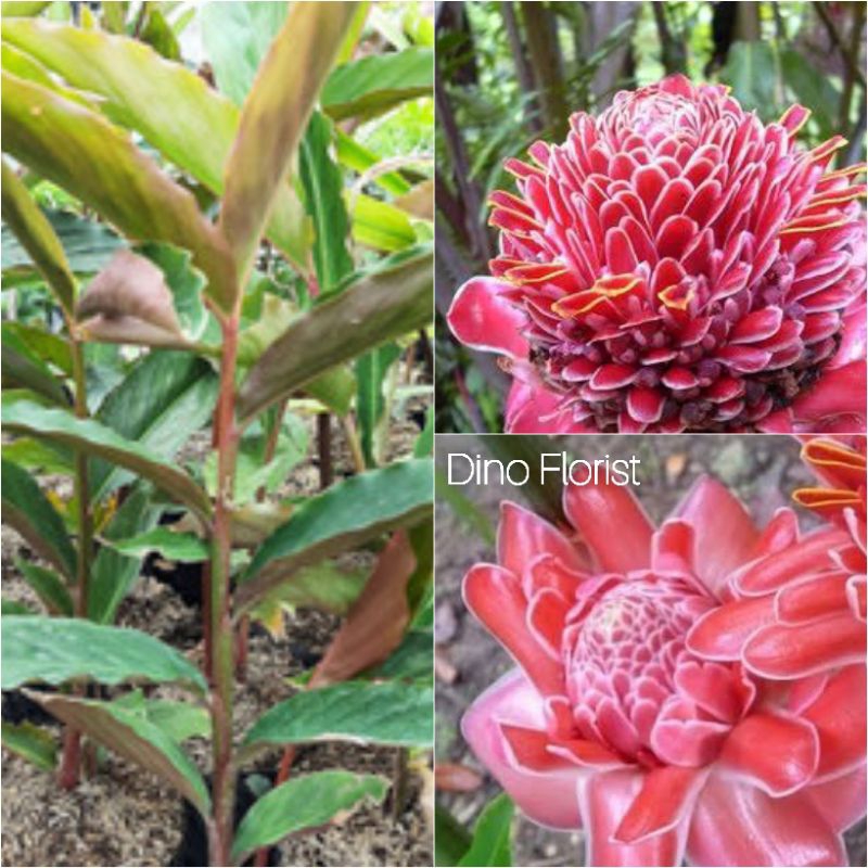 Jual Bibit Tanaman Herbal Pohon Kecombrang / Pohon Honje / Etlingera ...
