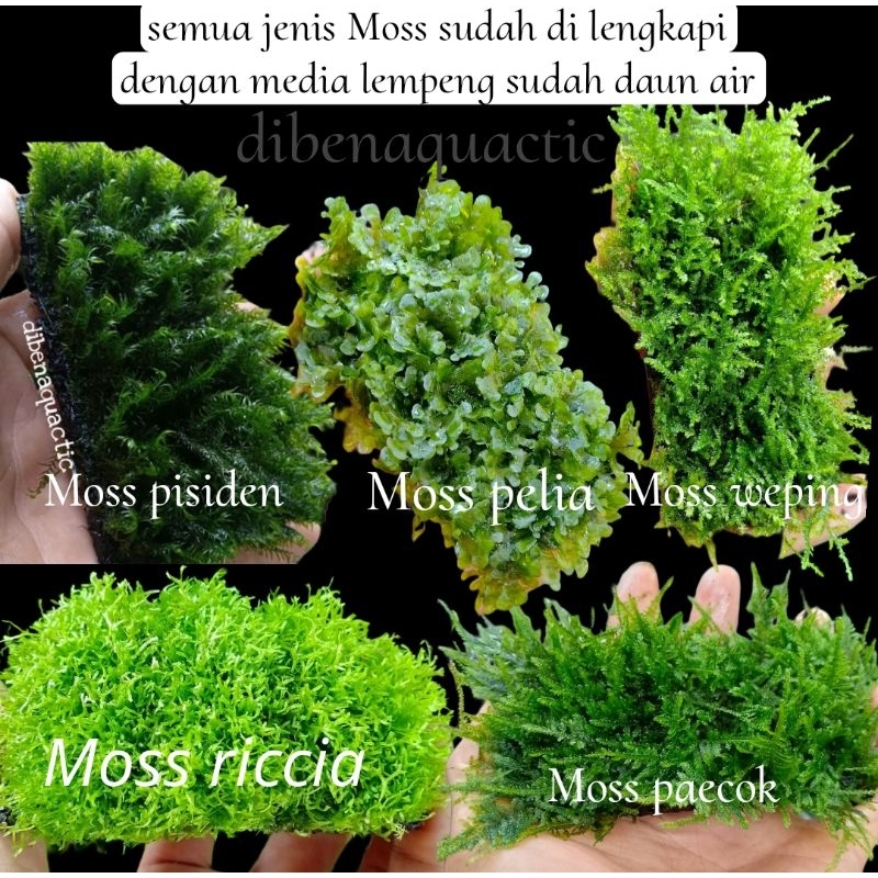 Jual Moss Peacock/Moss posiden/Moss pelia/Moss ricia/Moss weping ...