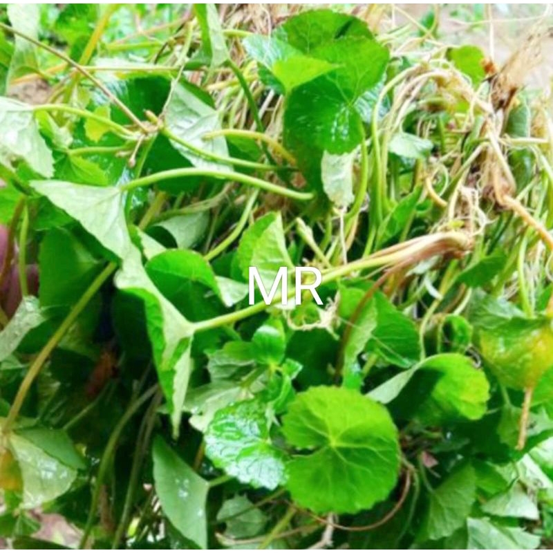 Jual Daun pegagan segar daun tapak kuda antanan merah fres per 1 kg ...