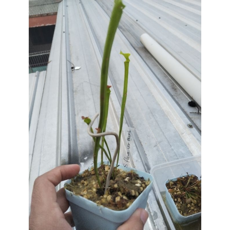 Jual sarracenia flava var rugeli | Shopee Indonesia