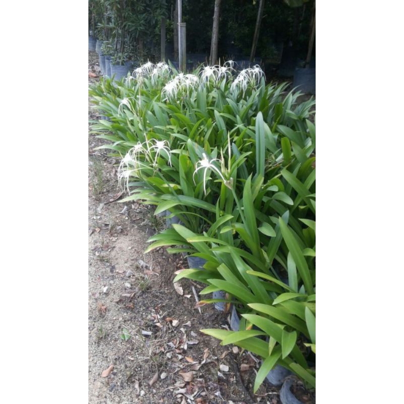 Jual TANAMAN HIAS BAKUNG AMARYLIS BUNGA PUTIH - TANAMAN HIAS INDOOR ...