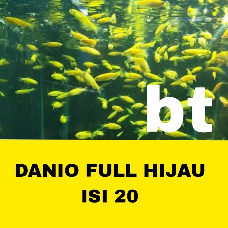 Jual IKAN DANIO FULL HIJAU ISI 20 BERGARANSI | Shopee Indonesia