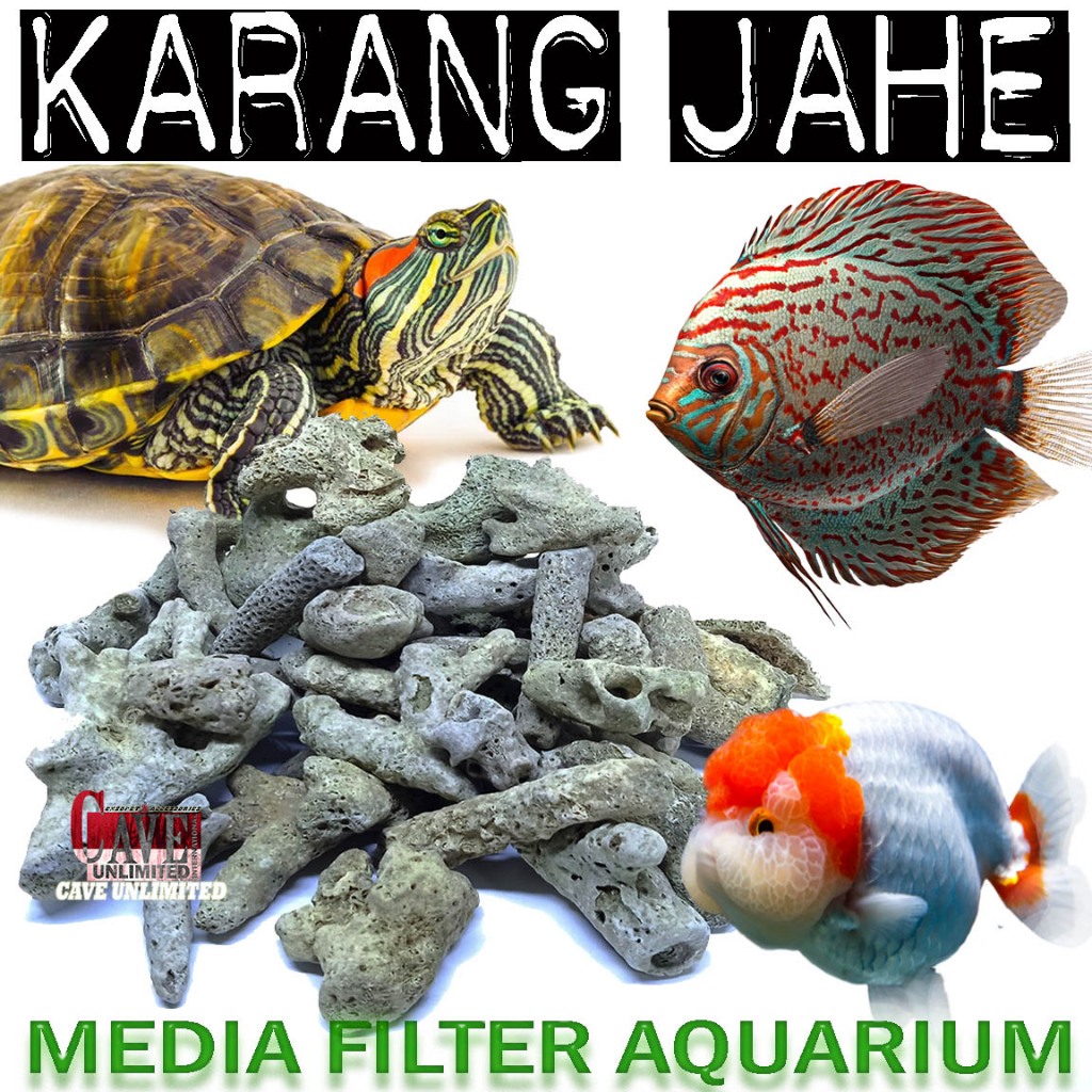 Jual KARANG JAHE MEDIA FILTER AQUARIUM PENSTABIL PH AKUARIUM KOLAM BATU ...