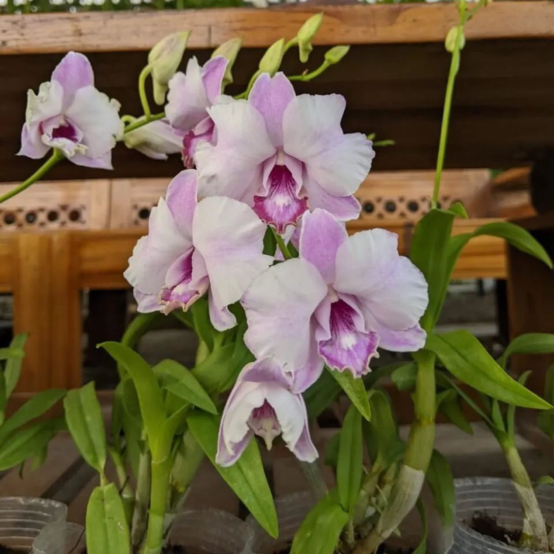 Jual Anggrek Dendrobium king Dragon pink | Shopee Indonesia