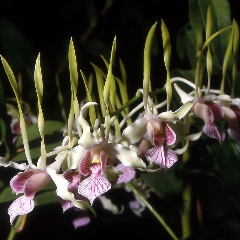 Jual Anggrek Dendrobium Stratiotes Dewasa | Shopee Indonesia