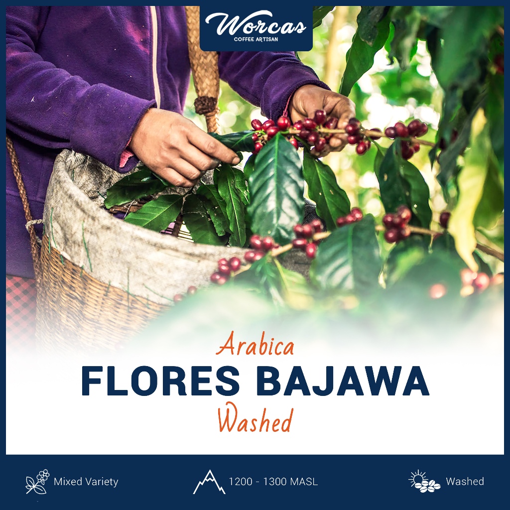 Jual Green Bean Arabica Flores Bajawa 1 Kg | Biji Kopi Mentah | Shopee ...