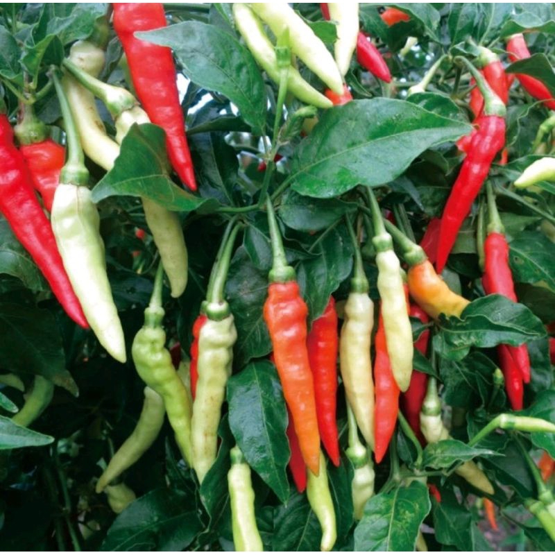 Jual 25 Benih/ Biji Cabe Rawit Setan Caplak | Shopee Indonesia