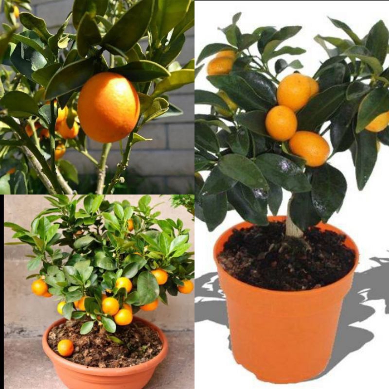 Jual Bibit Jeruk Kimkit atau Tong heng Sudah Berbuah | Shopee Indonesia