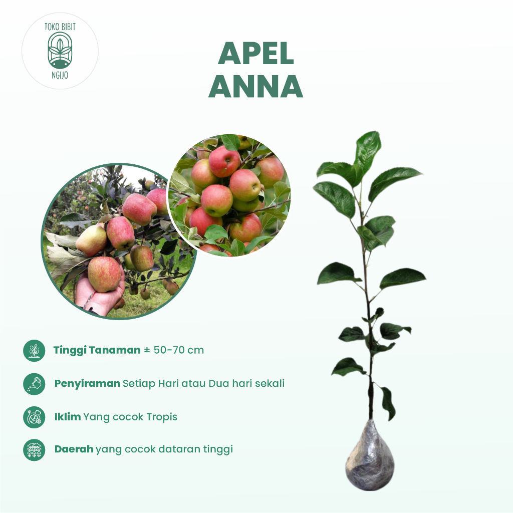 Jual Bibit Apel Anna - Tanaman Apel Batu Merah Super Cepat Berbuah ...