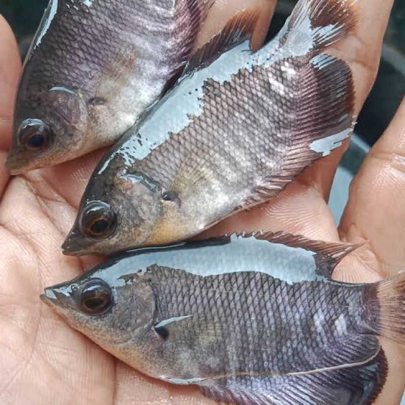 Jual bibit gurame soang ukuran 2 jari paketan 10 ekor bergaransi dan ...