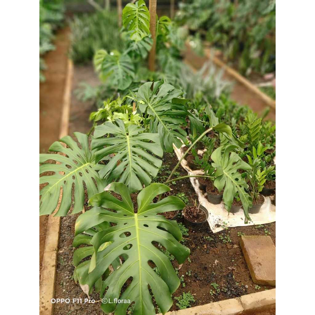 Jual Tanaman Hias Monstera King Daun Jumbo/ Tanaman Hias Monstera King ... Jual Tanaman Hias Monstera King Daun Jumbo/ Tanaman Hias Monstera King ...