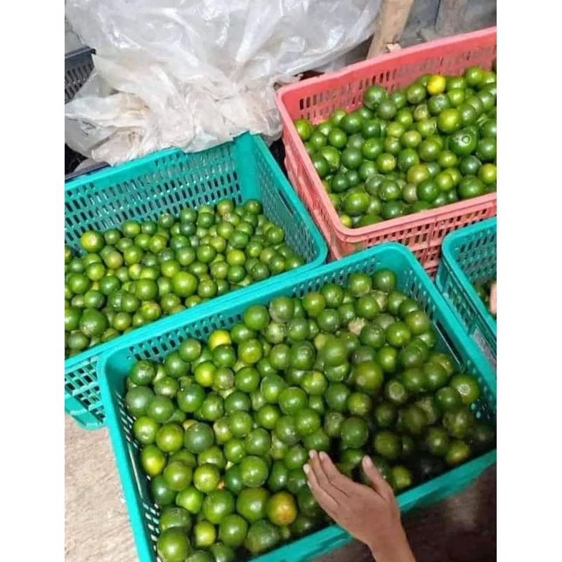 Jual Jeruk peras 1 kg | Shopee Indonesia