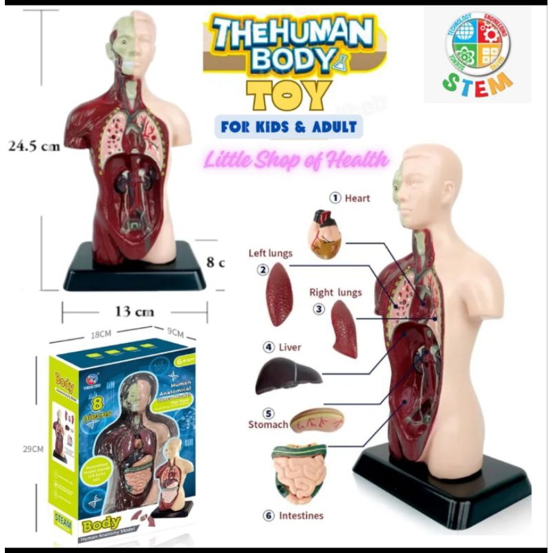 Jual Human Body Models | Shopee Indonesia