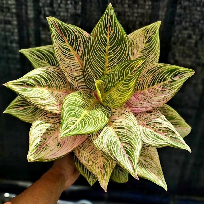 Jual Aglonema Golden Hope Tanian Lokal Roset/ Aglaonema Golden Hope ...