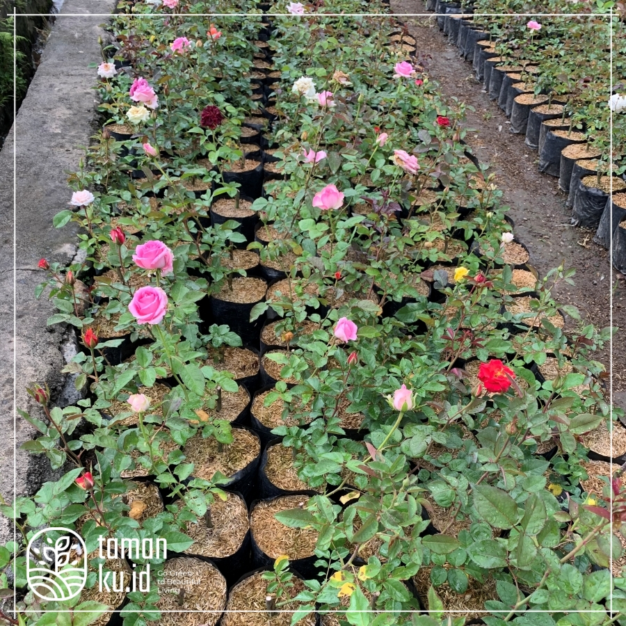 Jual Tanaman Hias Mawar Segar Bibit Mawar Berkualitas untuk Dekorasi ...