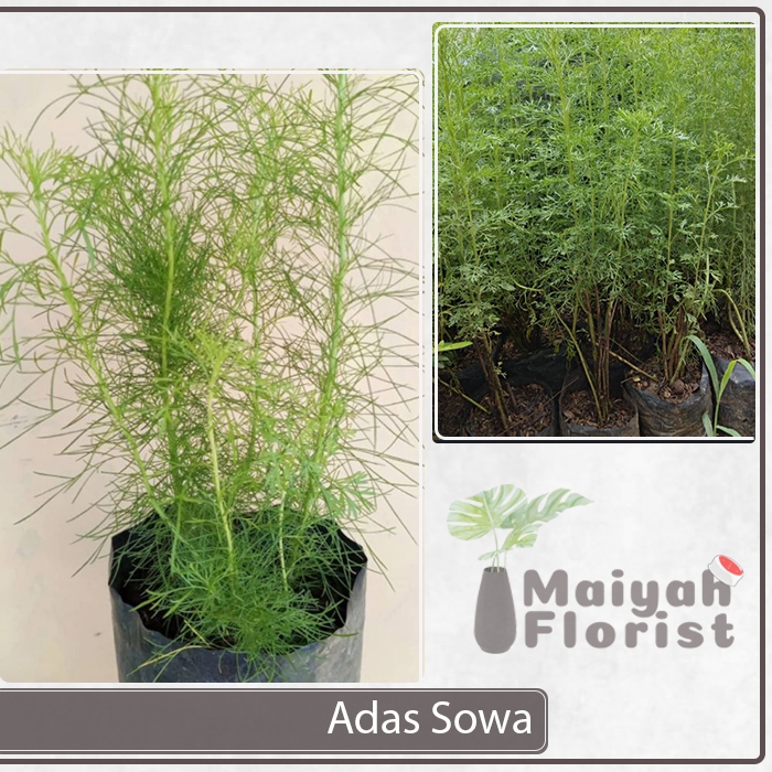 Jual Tanaman Herbal Adas Sowa - Daun Dill Dukat - Anethum graveolens ...