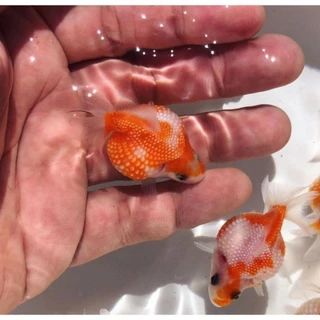Jual Ikan Bulat Terlengkap & Harga Terbaru Mei 2024 | Shopee Indonesia