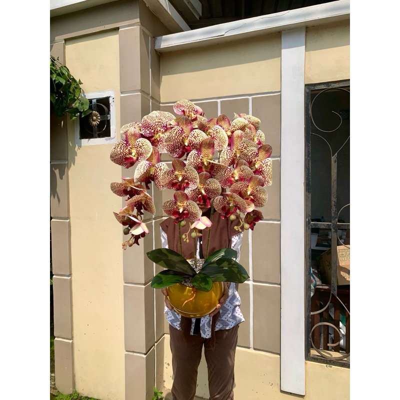 Jual ANGGREK LATEK JUMBO 3 CABANG / VAS BUNGA AESTHETIC/ RANGKAIAN ...