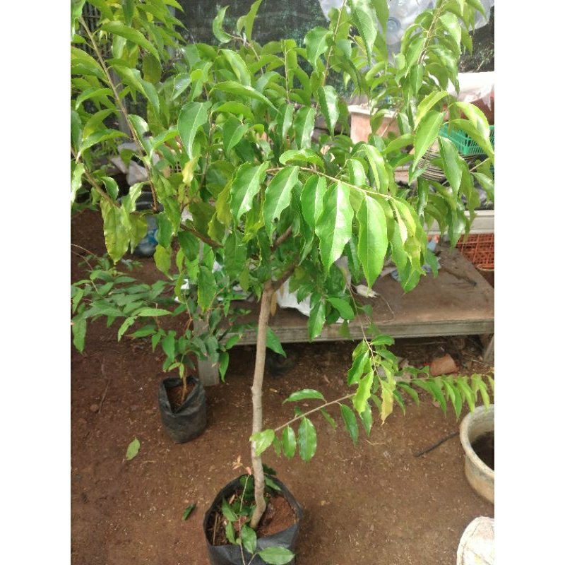 Jual bibit buah plum ausi dewasa | Shopee Indonesia